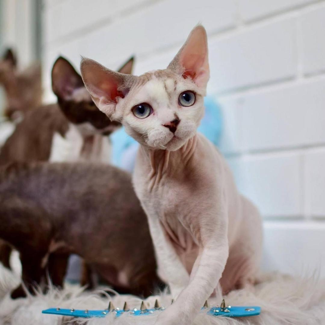 Home-Raised Devon Rex Kittens | San Francisco California Breeder - Official