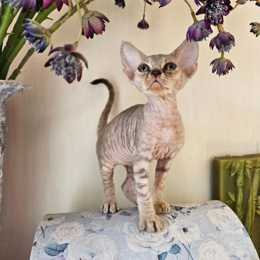 Home-Raised Devon Rex Kittens | San Francisco California Breeder - Official